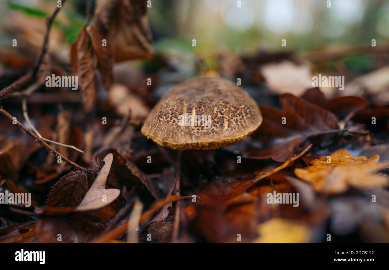Xerocomellus chrysenteron mushroom in colorful autumnal forest with ...