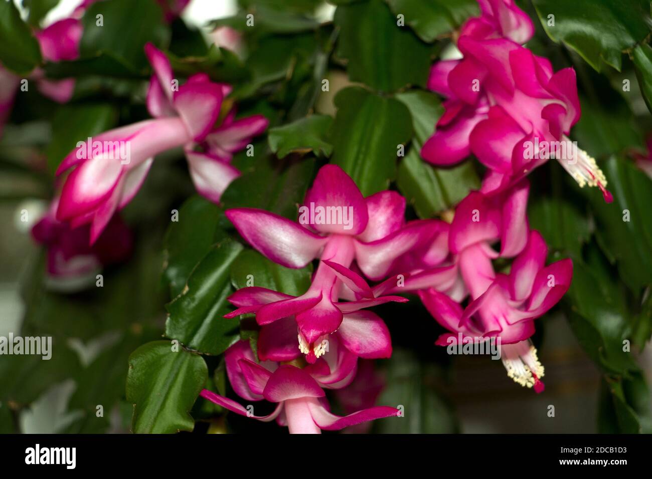 Evolution of flowering plants hi-res stock photography and images - Alamy