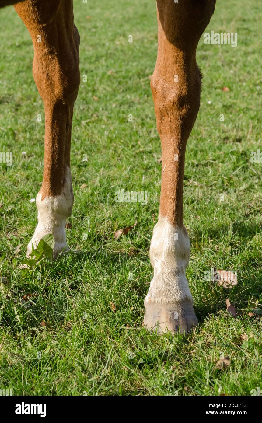 Horse Leg Anatomy High Resolution Stock Photography and Images - Alamy