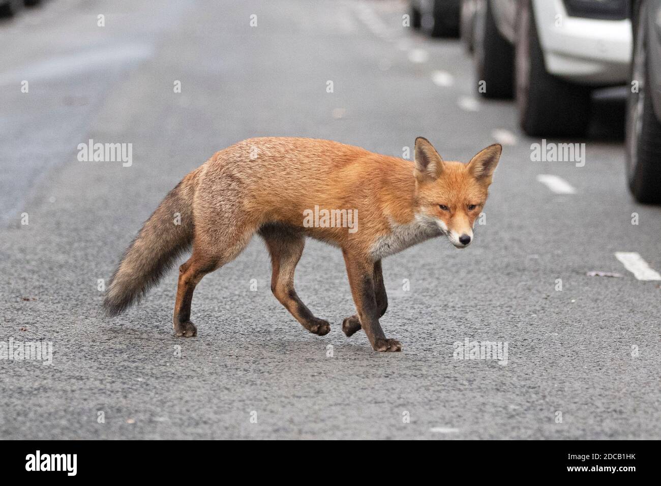 A London urban fox walks through the streets of North Camden, London on ...