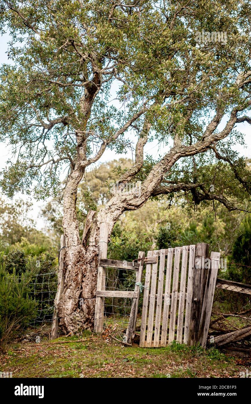 A wooden garden gate leads to a path on a hill side woodland area close ...