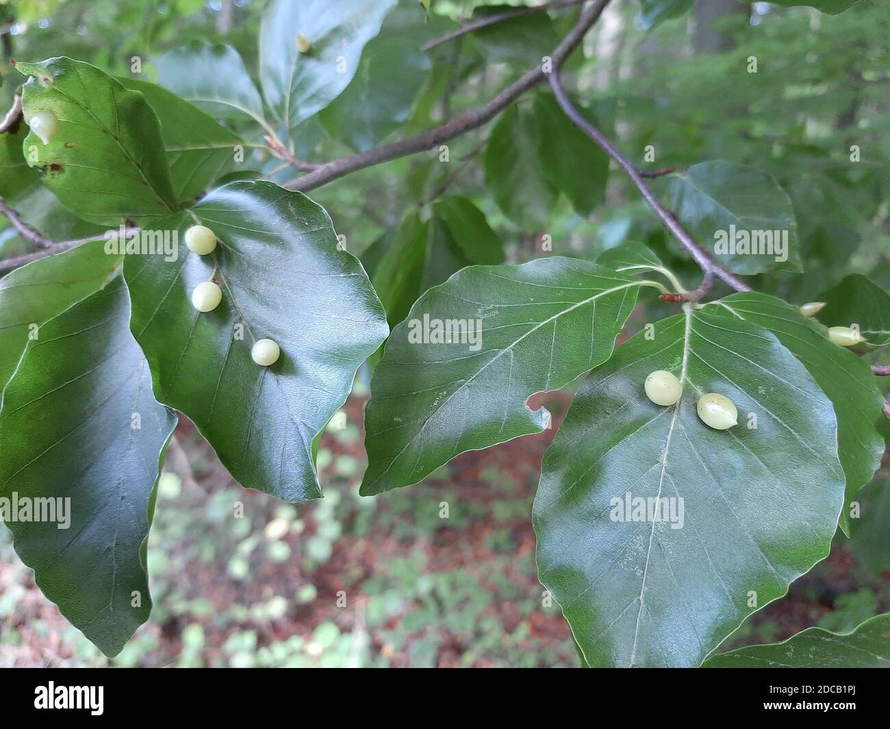 beech leaf gall midge, beech pouch-gall midge (Mikiola fagi), galls in ...