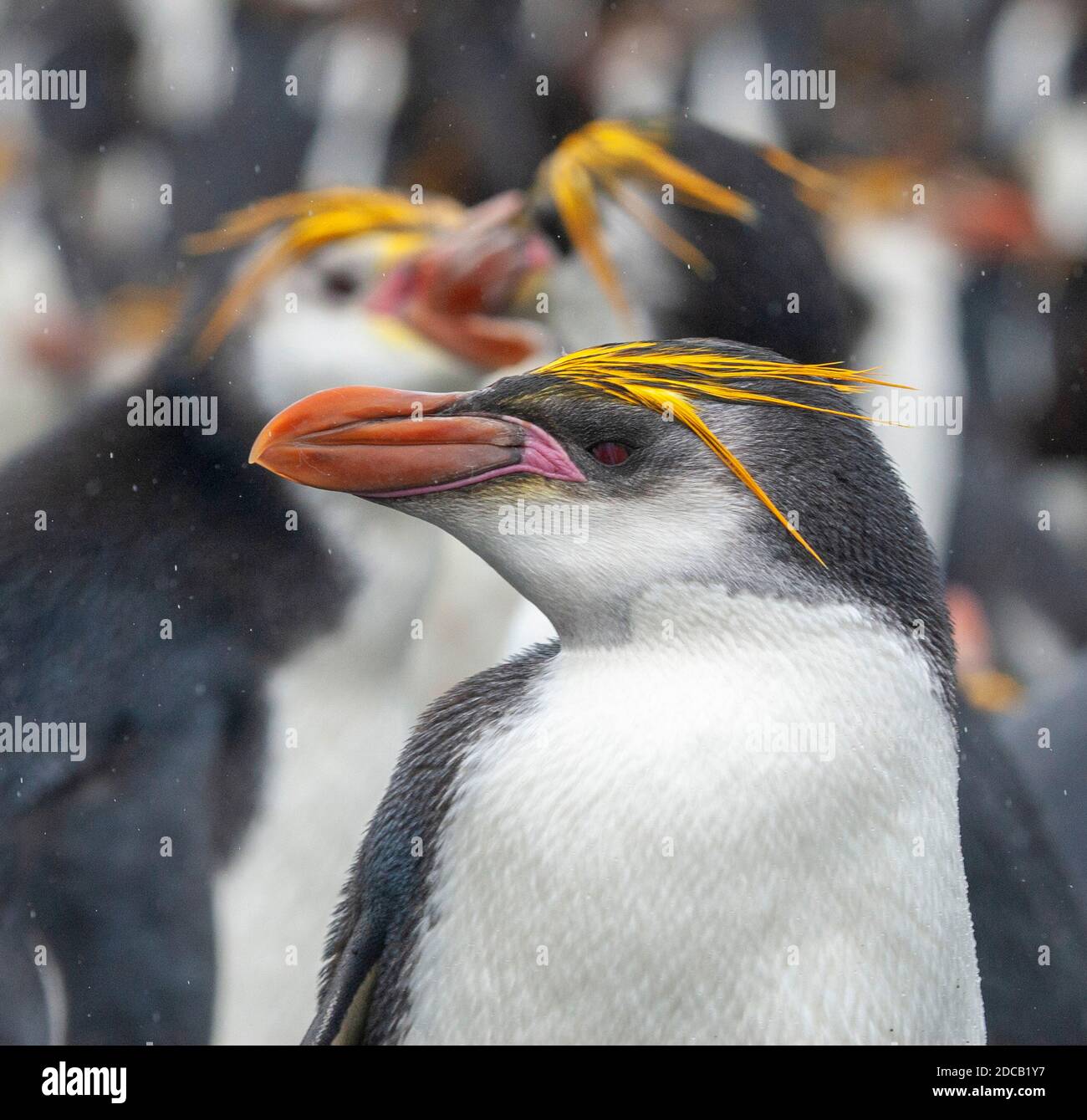 royal penguin (Eudyptes schlegeli), portrait, two fighting penguins in ...