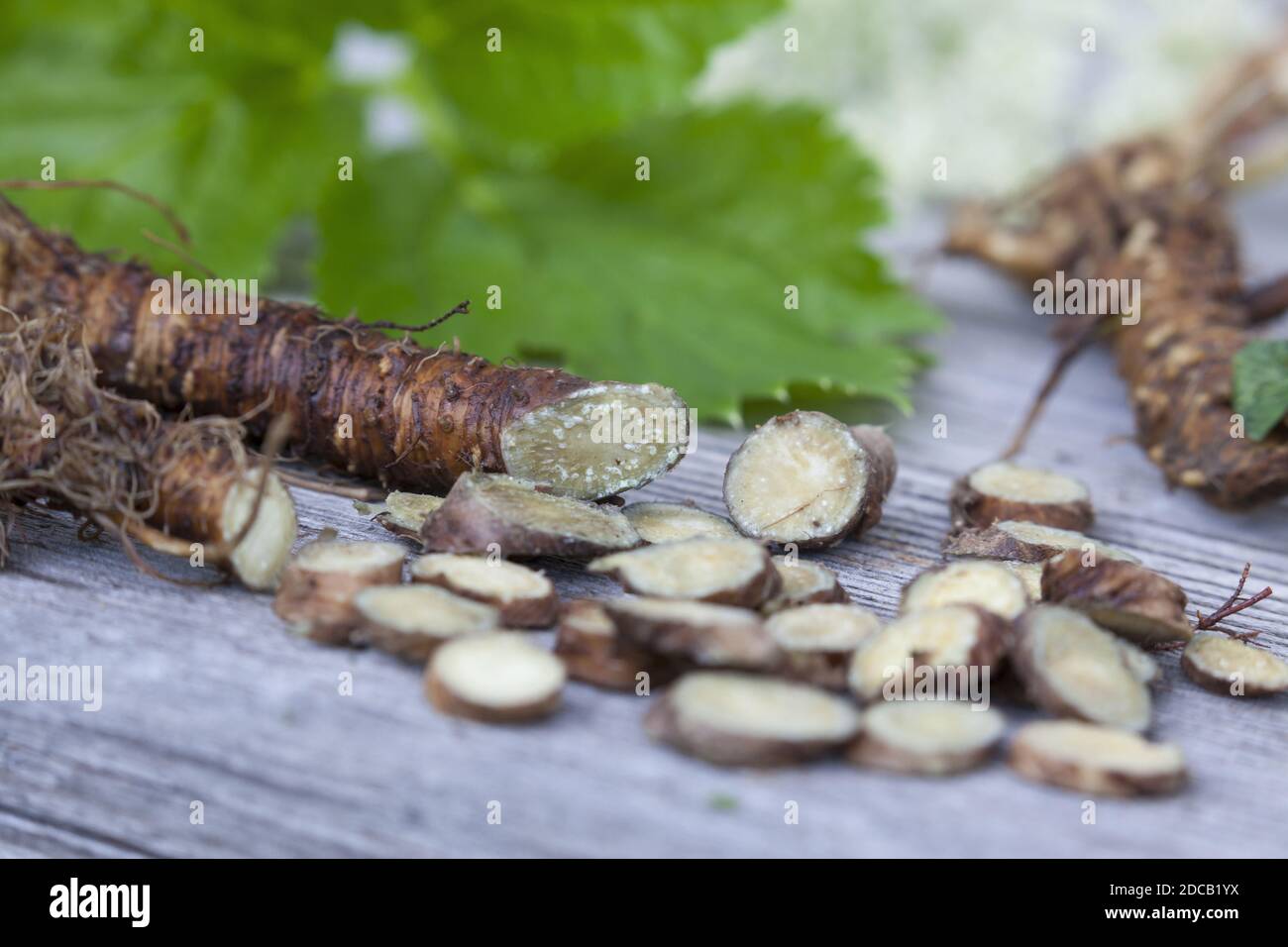 Masterwort, Master-wort (Peucedanum ostruthium, Imperatoria ostruthium ...