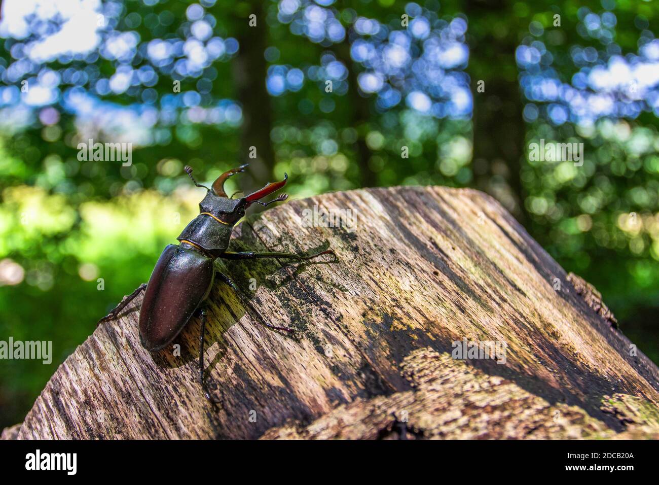 stag beetle, European stag beetle (Lucanus cervus), male, Germany ...