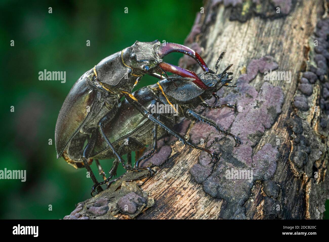 stag beetle, European stag beetle (Lucanus cervus), mating, Germany ...