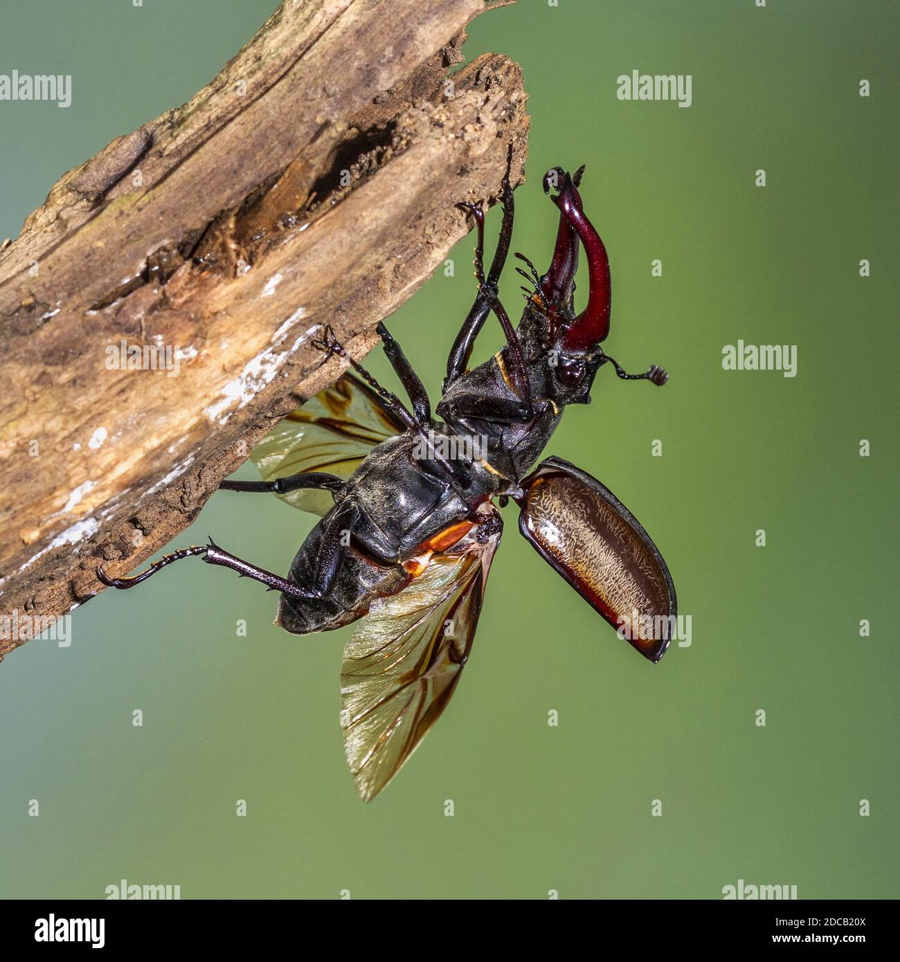 stag beetle, European stag beetle (Lucanus cervus), male, Germany ...