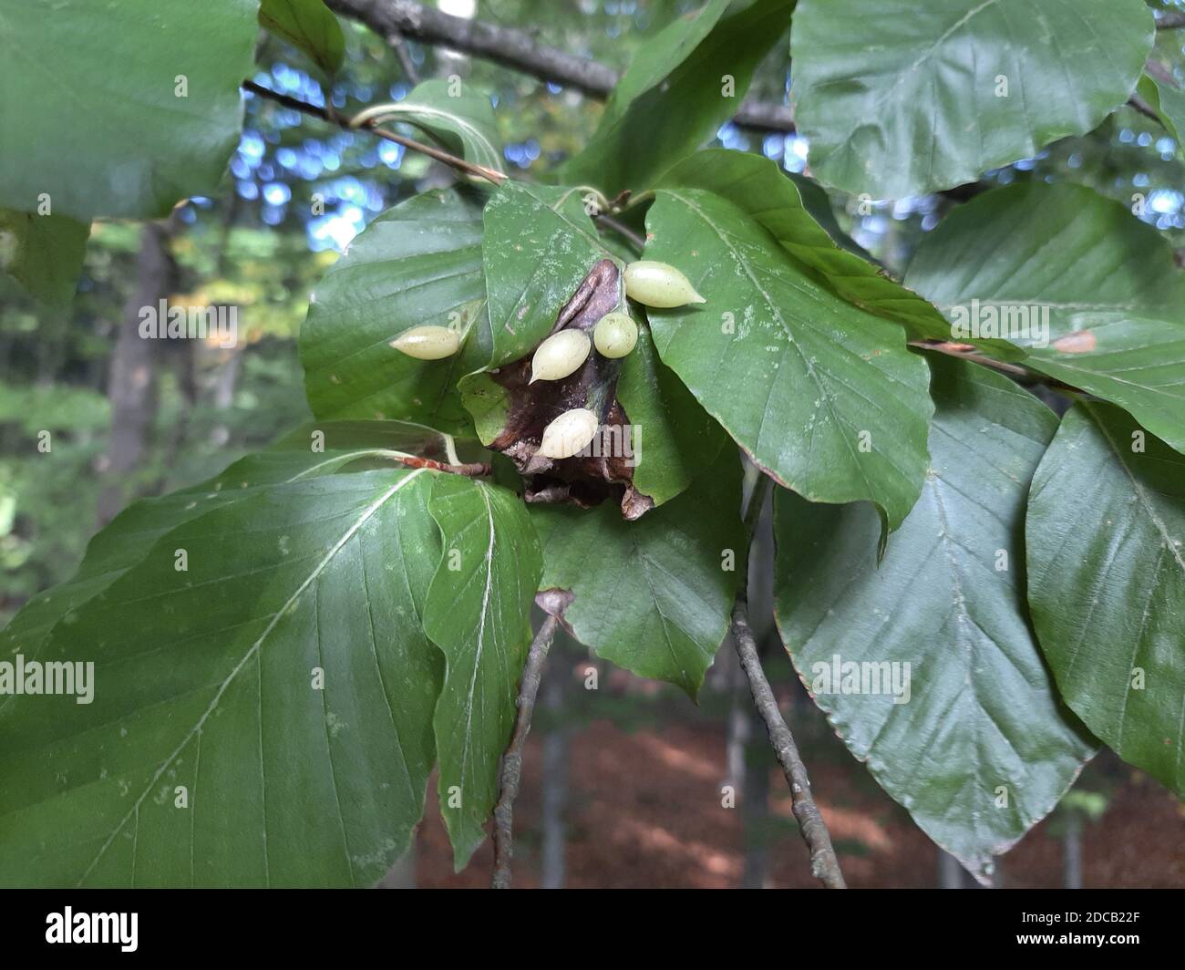 beech leaf gall midge, beech pouch-gall midge (Mikiola fagi), galls in ...