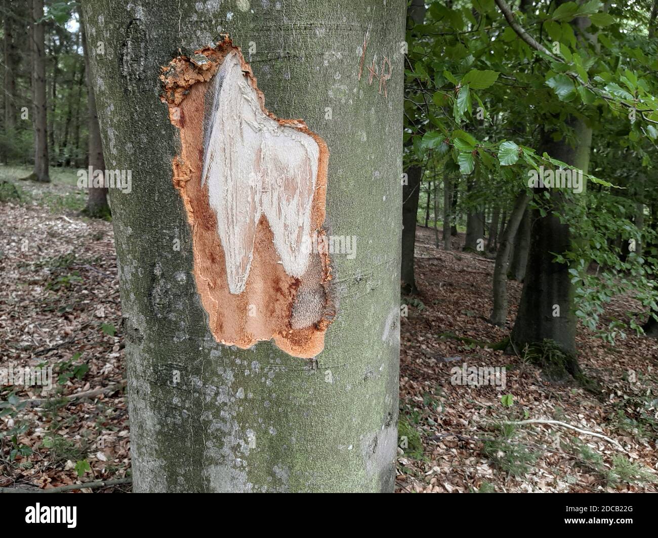 common beech (Fagus sylvatica), damage at a tree trunk with tree resin ...