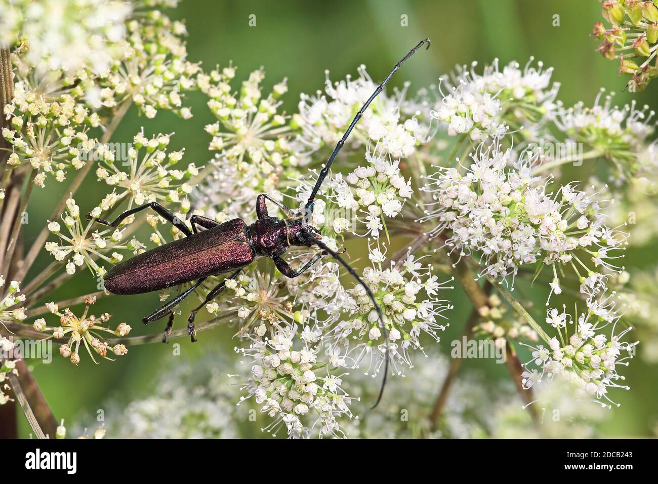 musk beetle (Aromia moschata), male sitting on an umbellifer, dorsal ...