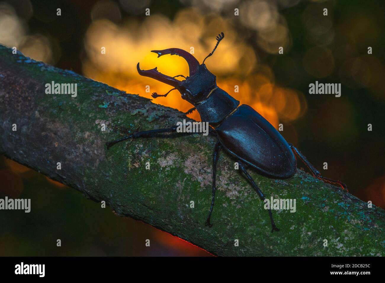 stag beetle, European stag beetle (Lucanus cervus), male at sunset ...