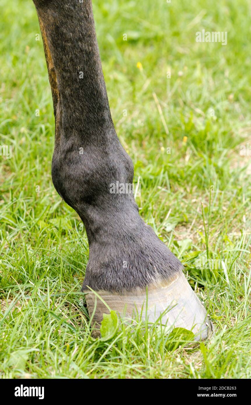 Horse Leg Anatomy High Resolution Stock Photography and Images - Alamy