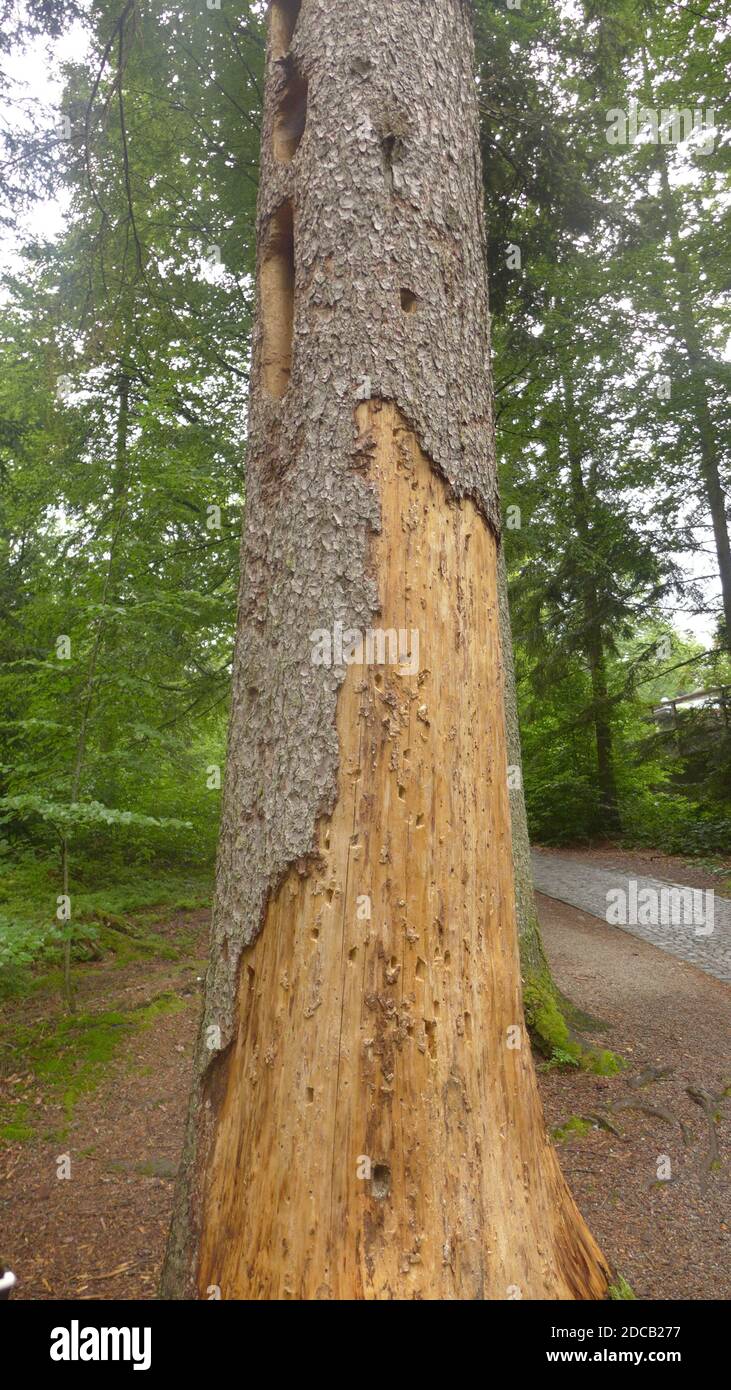 Dead tree with bird nests hi-res stock photography and images - Alamy