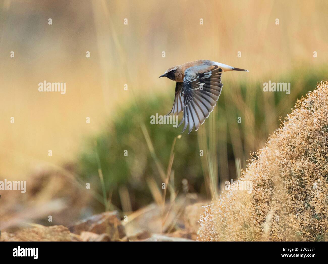 Northern wheatear flying hi-res stock photography and images - Alamy