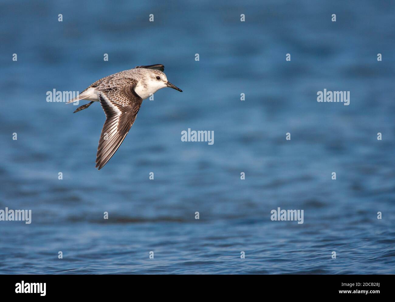 Flying Sanderling High Resolution Stock Photography and Images - Alamy