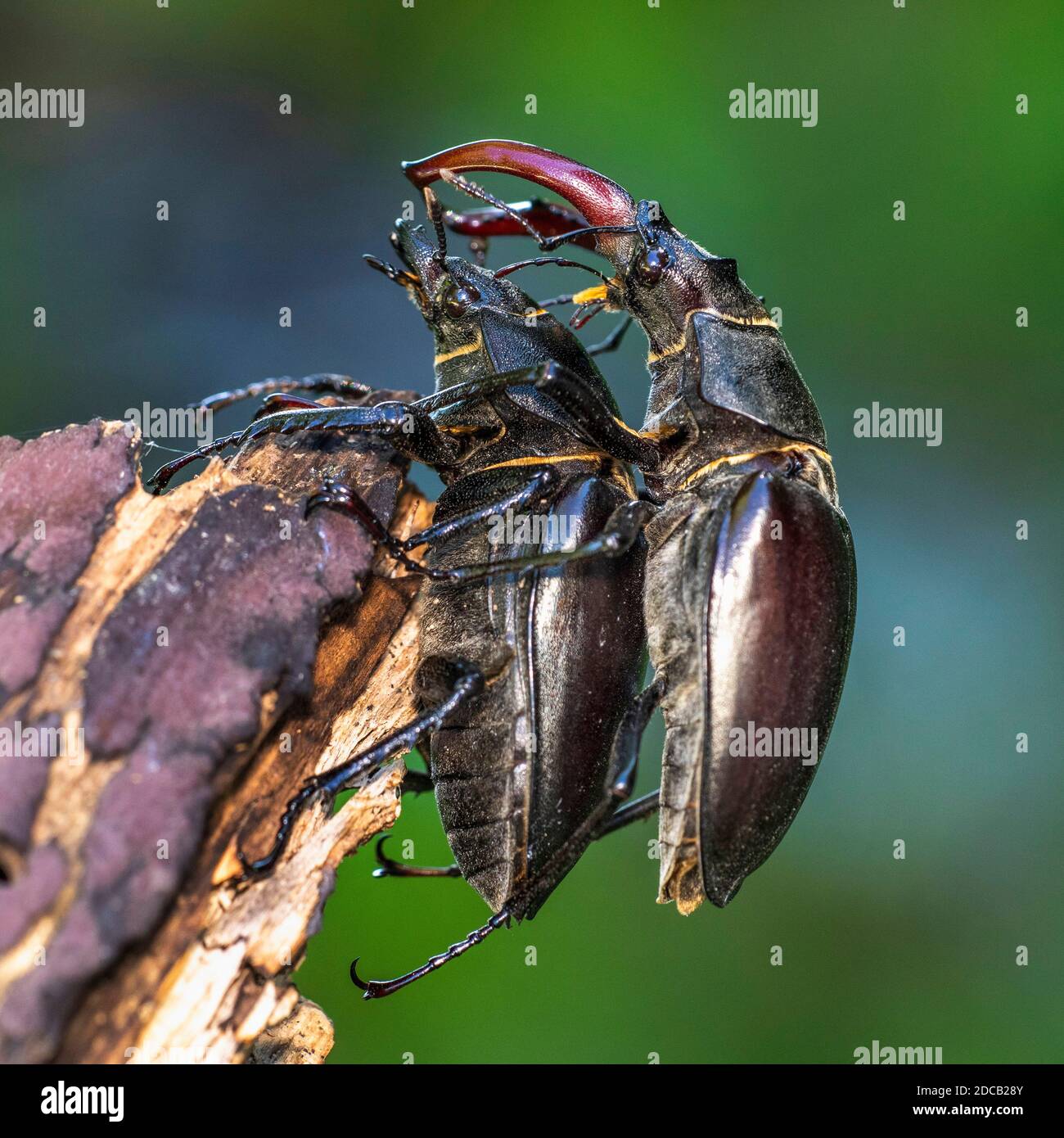 stag beetle, European stag beetle (Lucanus cervus), mating, Germany ...