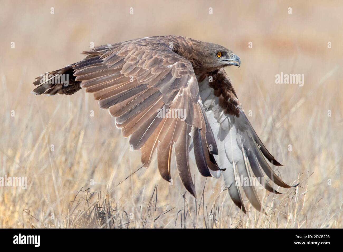 African Snake Eagle