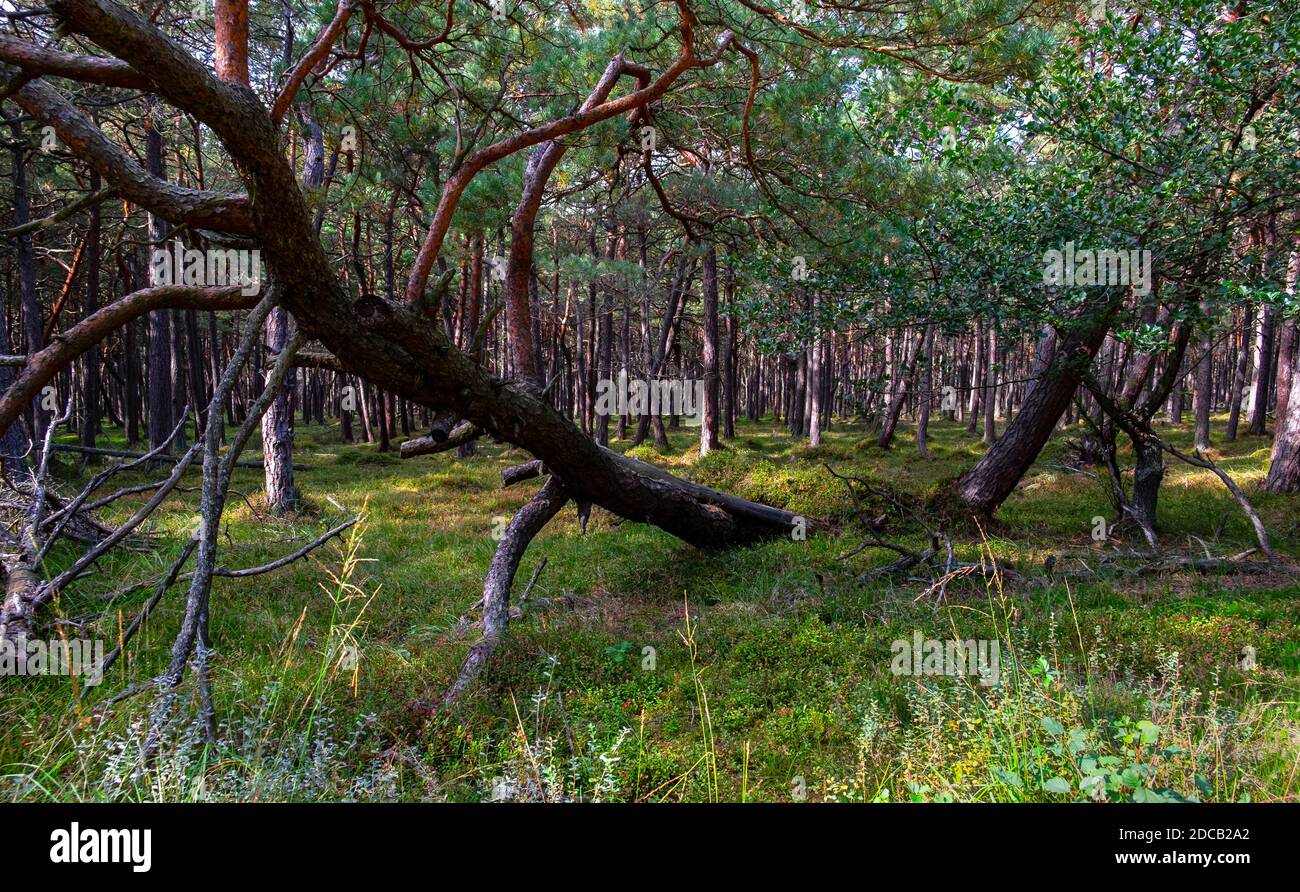 Wood of Slowinski National Park at the Baltic Sea, Poland Stock Photo ...