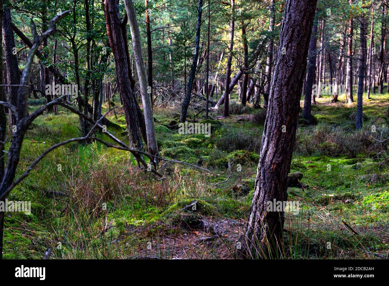 Wood of Slowinski National Park at the Baltic Sea, Poland Stock Photo ...