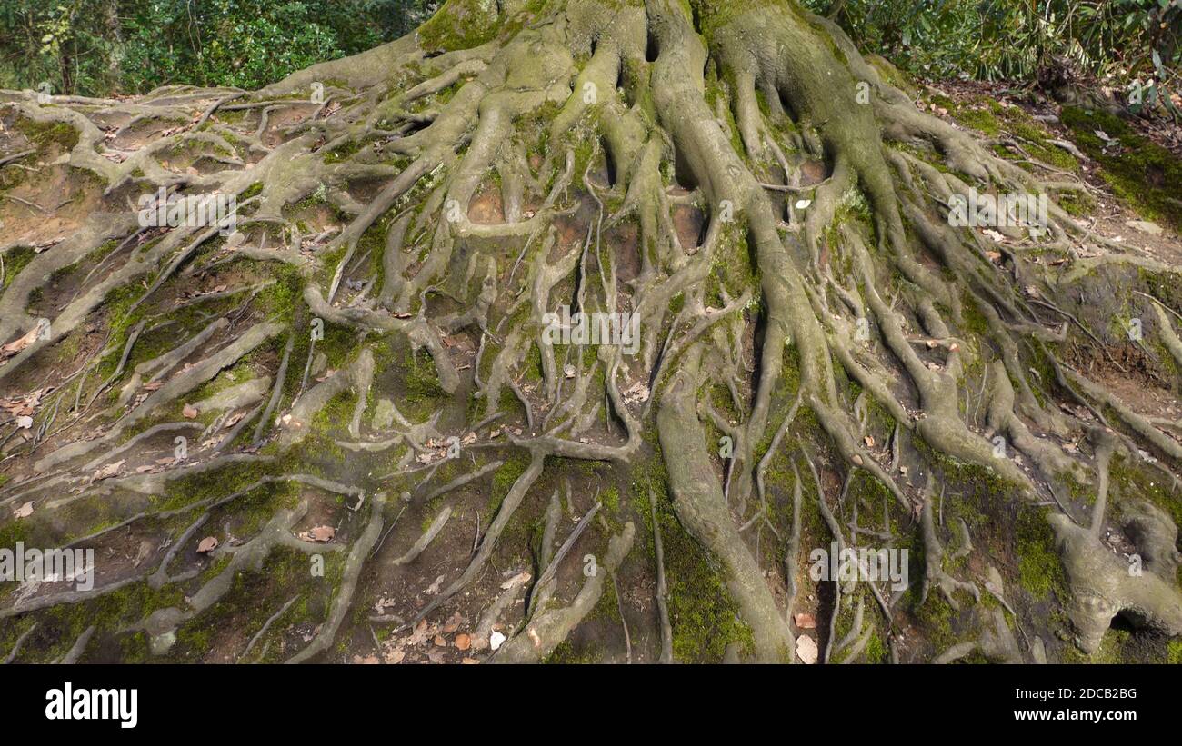 common beech (Fagus sylvatica), roots, Germany Stock Photo - Alamy