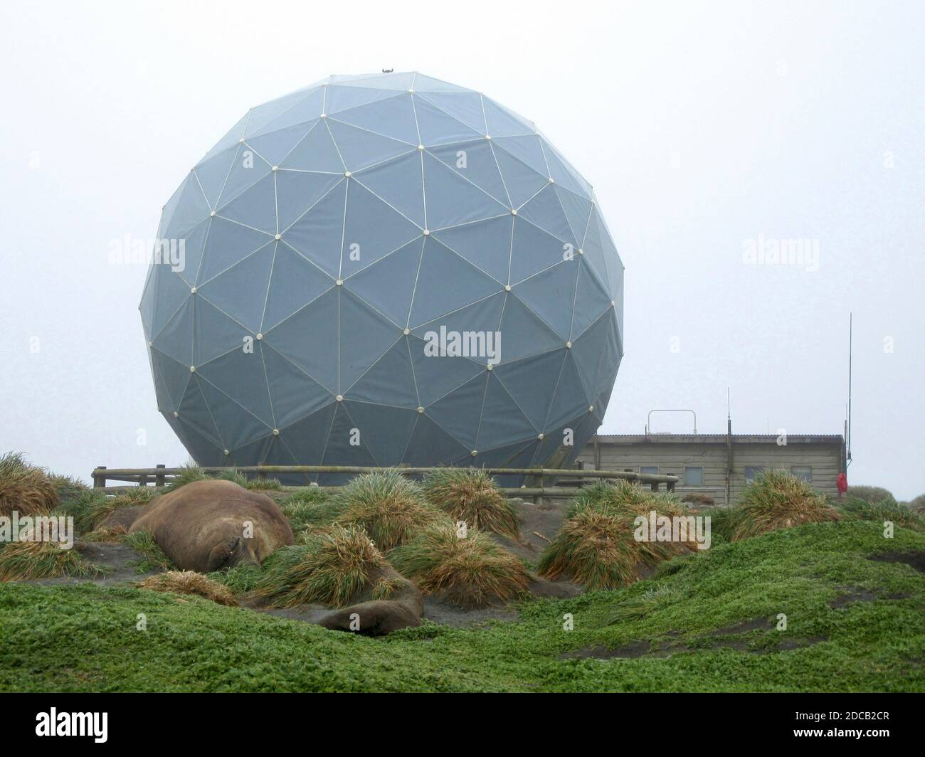 southern elephant seal (Mirounga leonina), Weather radar station of ...
