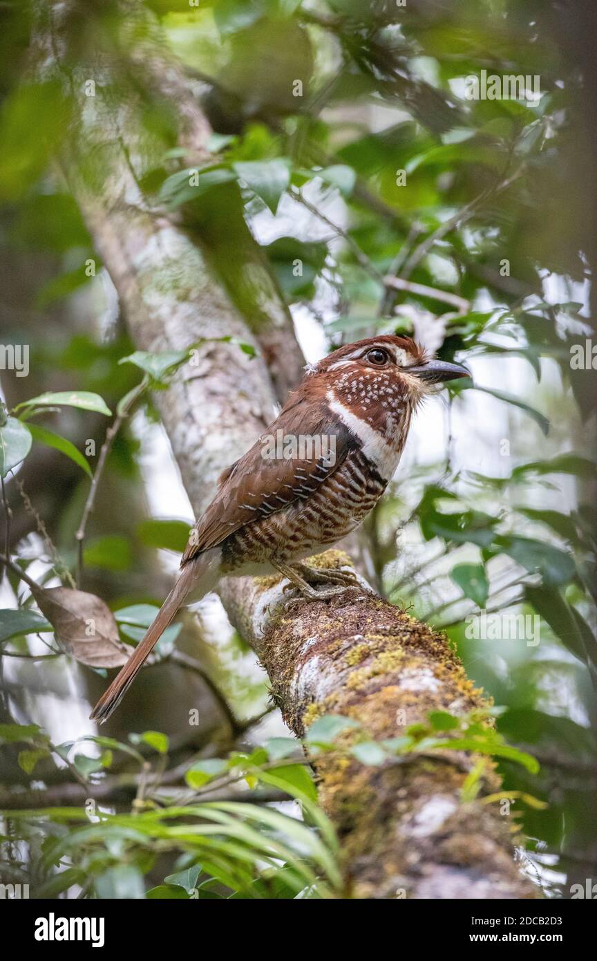 Humid lowland forest hi-res stock photography and images - Alamy