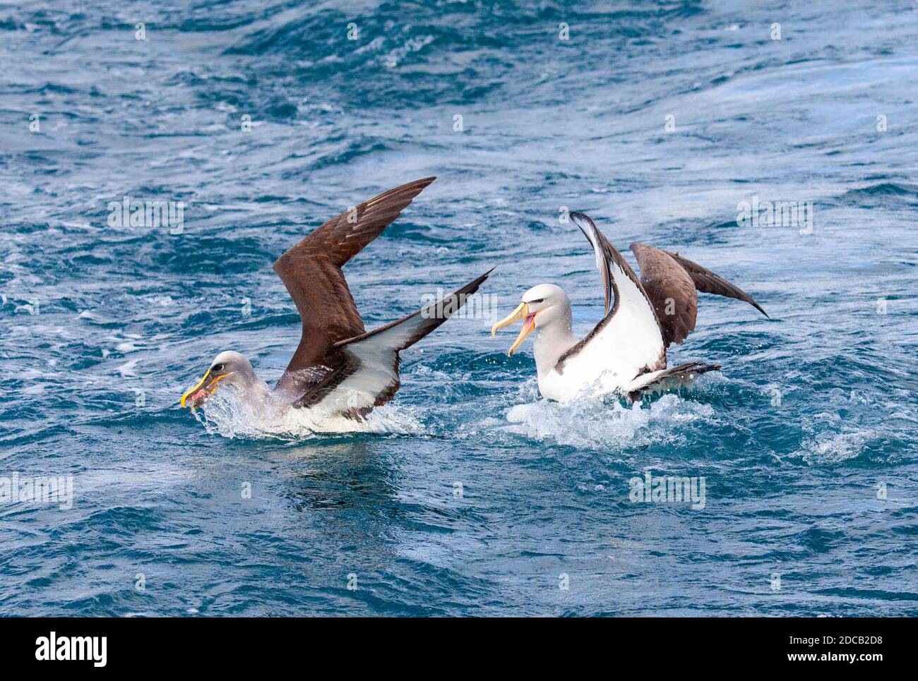 Northern Buller's Albatross, Buller's albatross, Buller's mollymawk ...