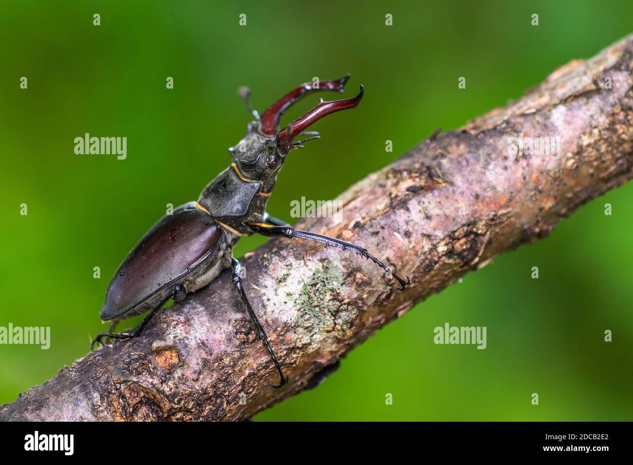 stag beetle, European stag beetle (Lucanus cervus), male, Germany ...