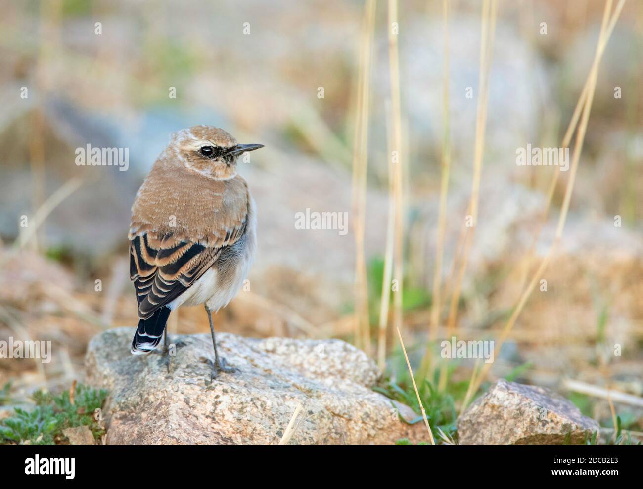Moroccan highlands hi-res stock photography and images - Alamy
