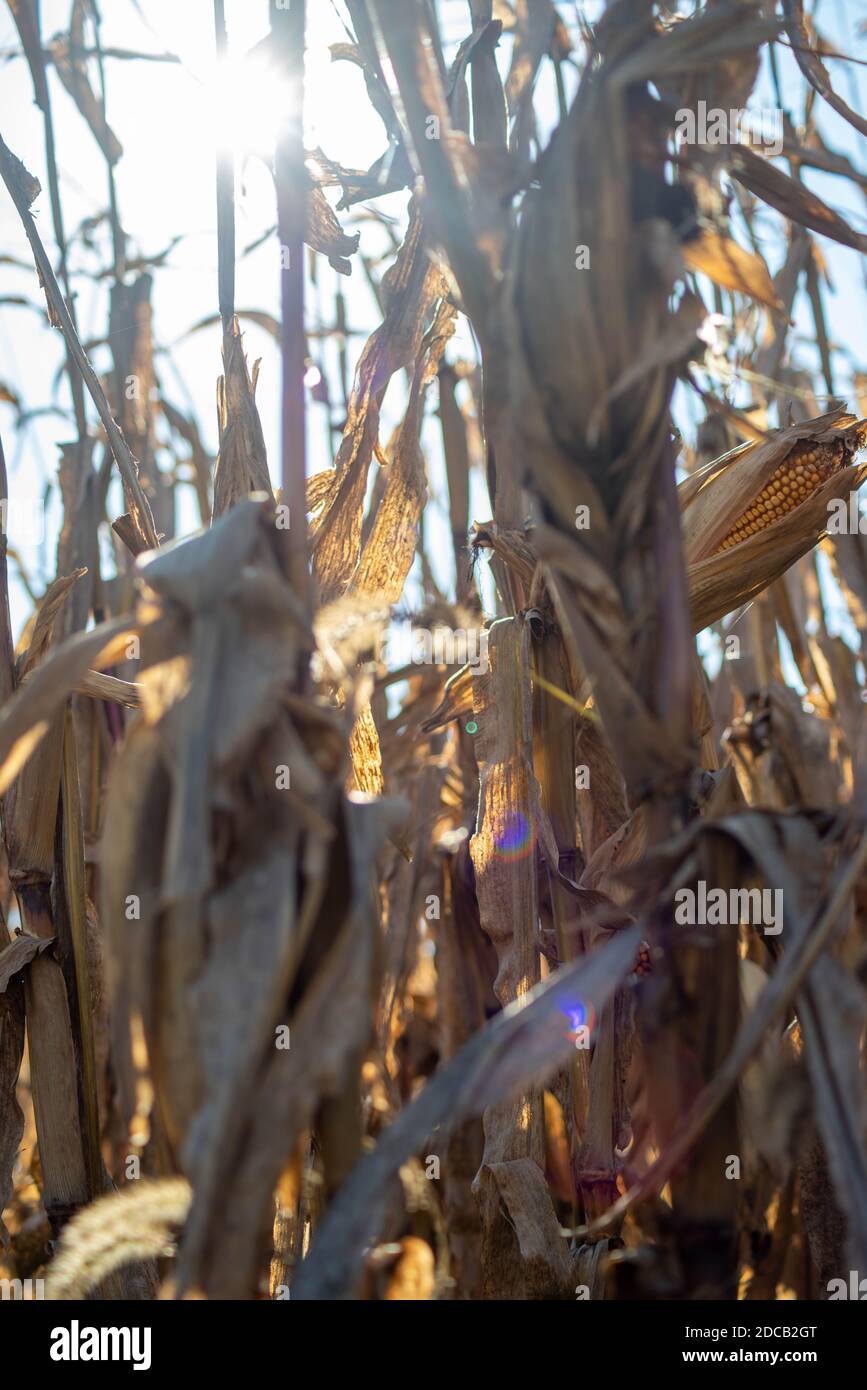 Light beams through ripe cornstalks Stock Photo - Alamy