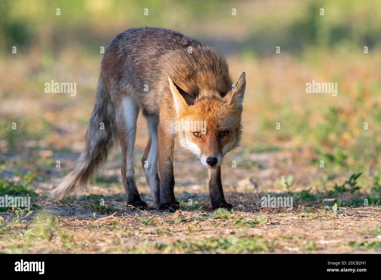 red fox (Vulpes vulpes), adult male standing on the ground staring ...