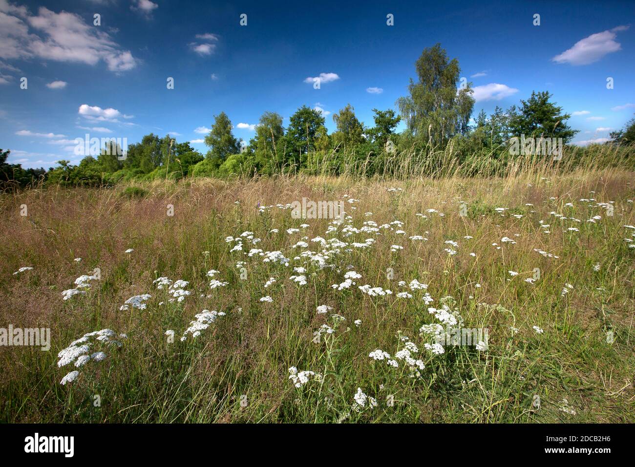 Yarrow, Common yarrow (Achillea millefolium), meadoe in the valley of ...
