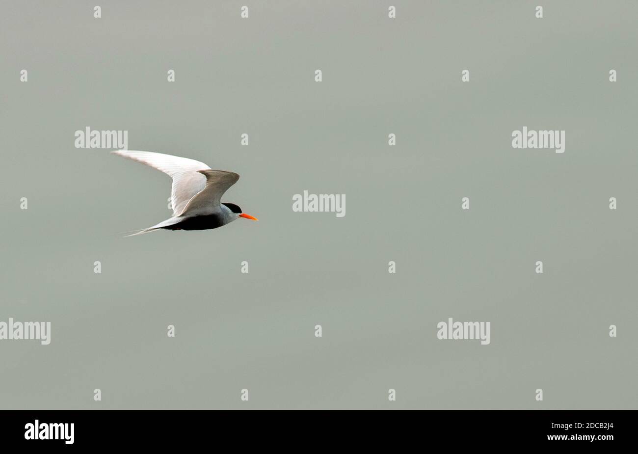 Black-bellied tern (Sterna acuticauda), in flight, India Stock Photo ...