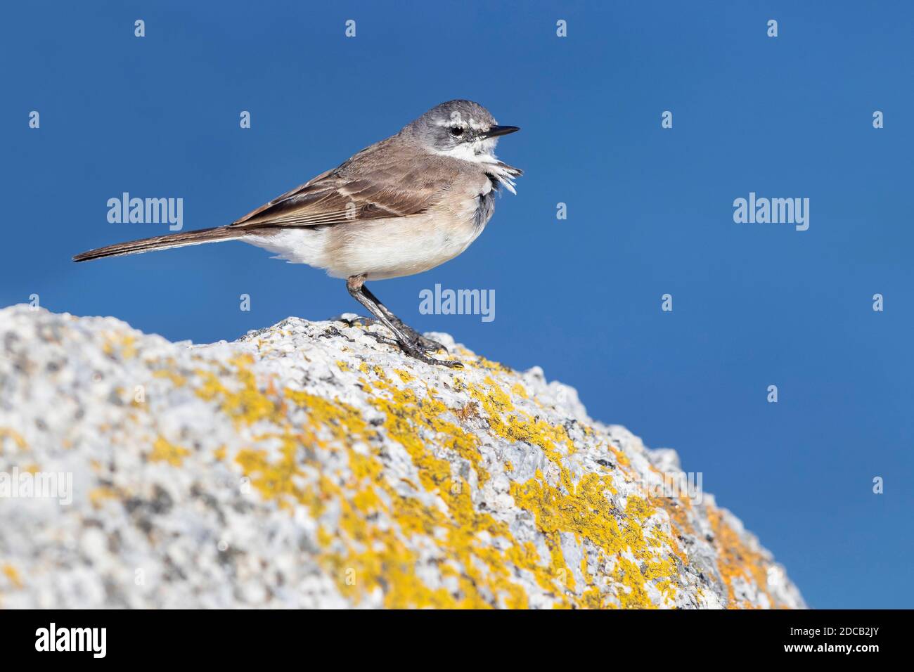 Cape wagtails hi-res stock photography and images - Alamy