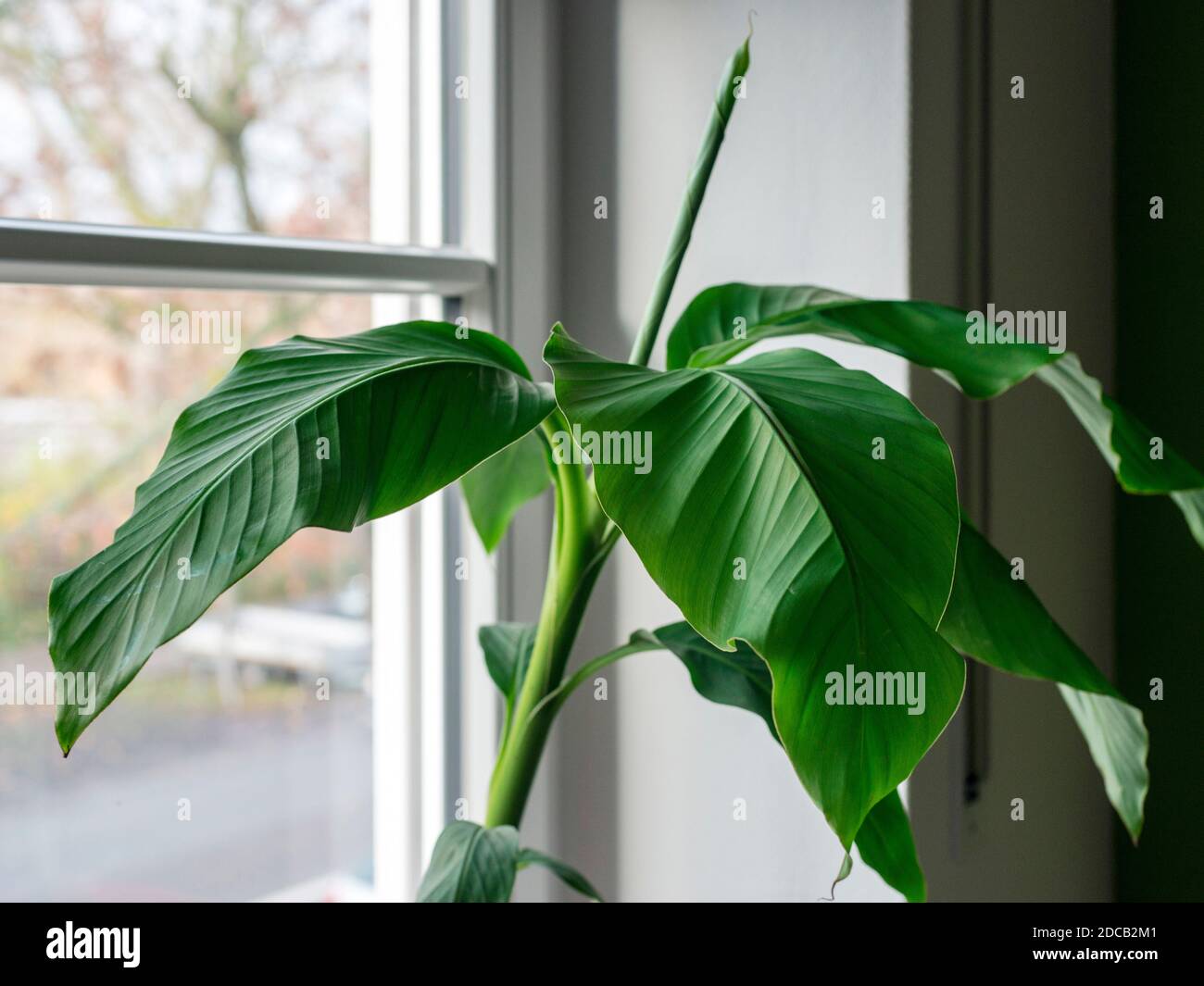 Japanese banana grown indoor Stock Photo - Alamy