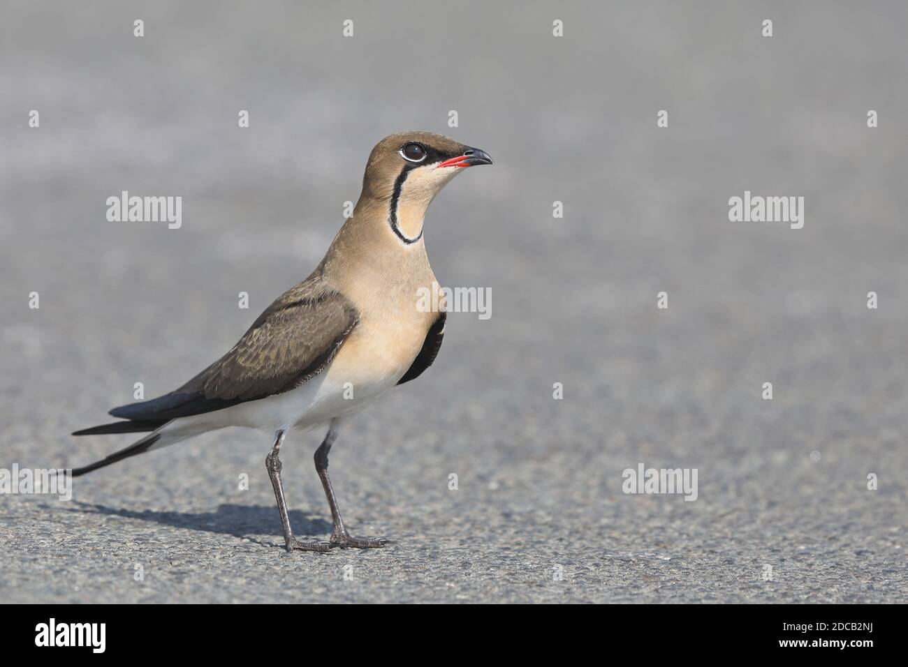 collared pratincole, common pratincole, red-winged pratincole (Glareola ...