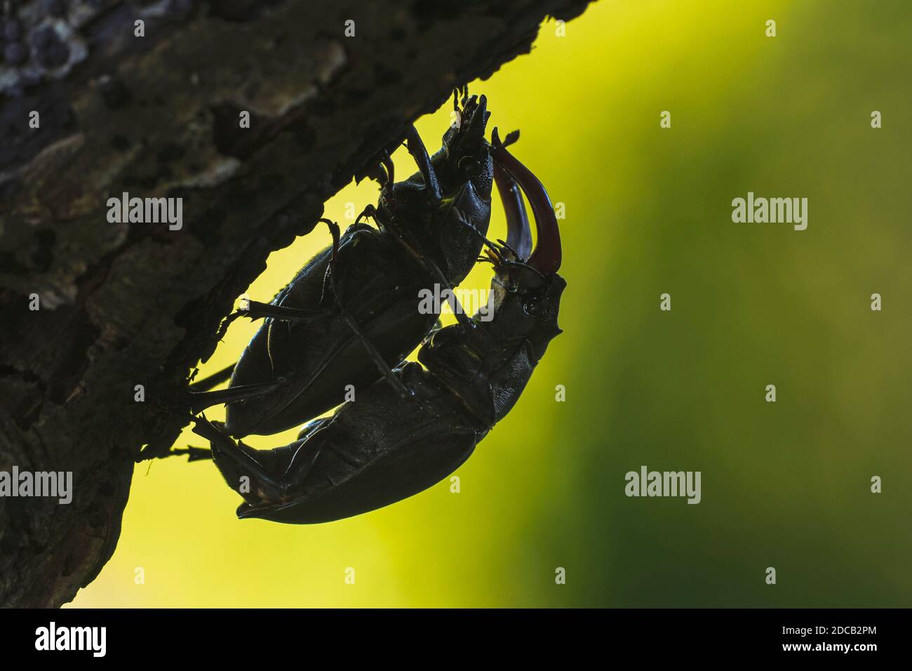 stag beetle, European stag beetle (Lucanus cervus), mating, Germany ...