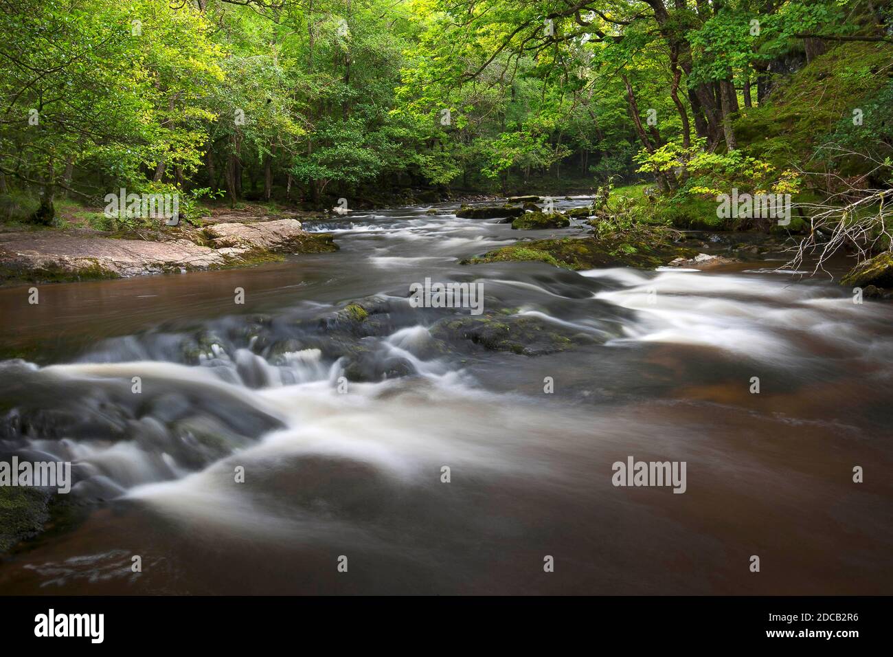 river Brecon Beacons in beech forest, United Kingdom, Wales, Brecon ...