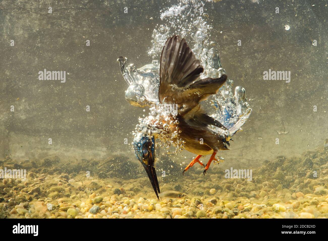 river kingfisher (Alcedo atthis), plunges into water and catching a ...