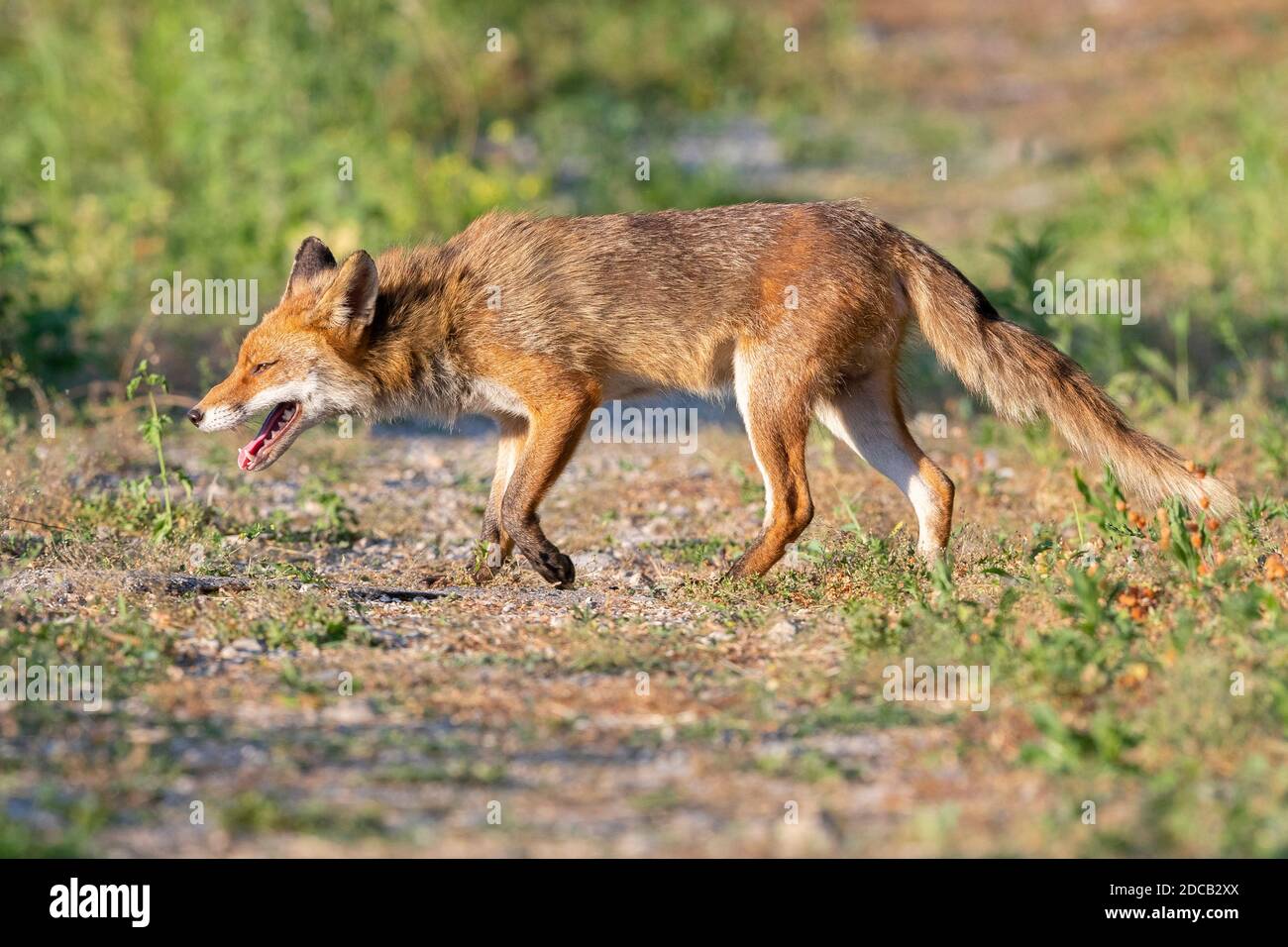 Fox side view hi-res stock photography and images - Alamy