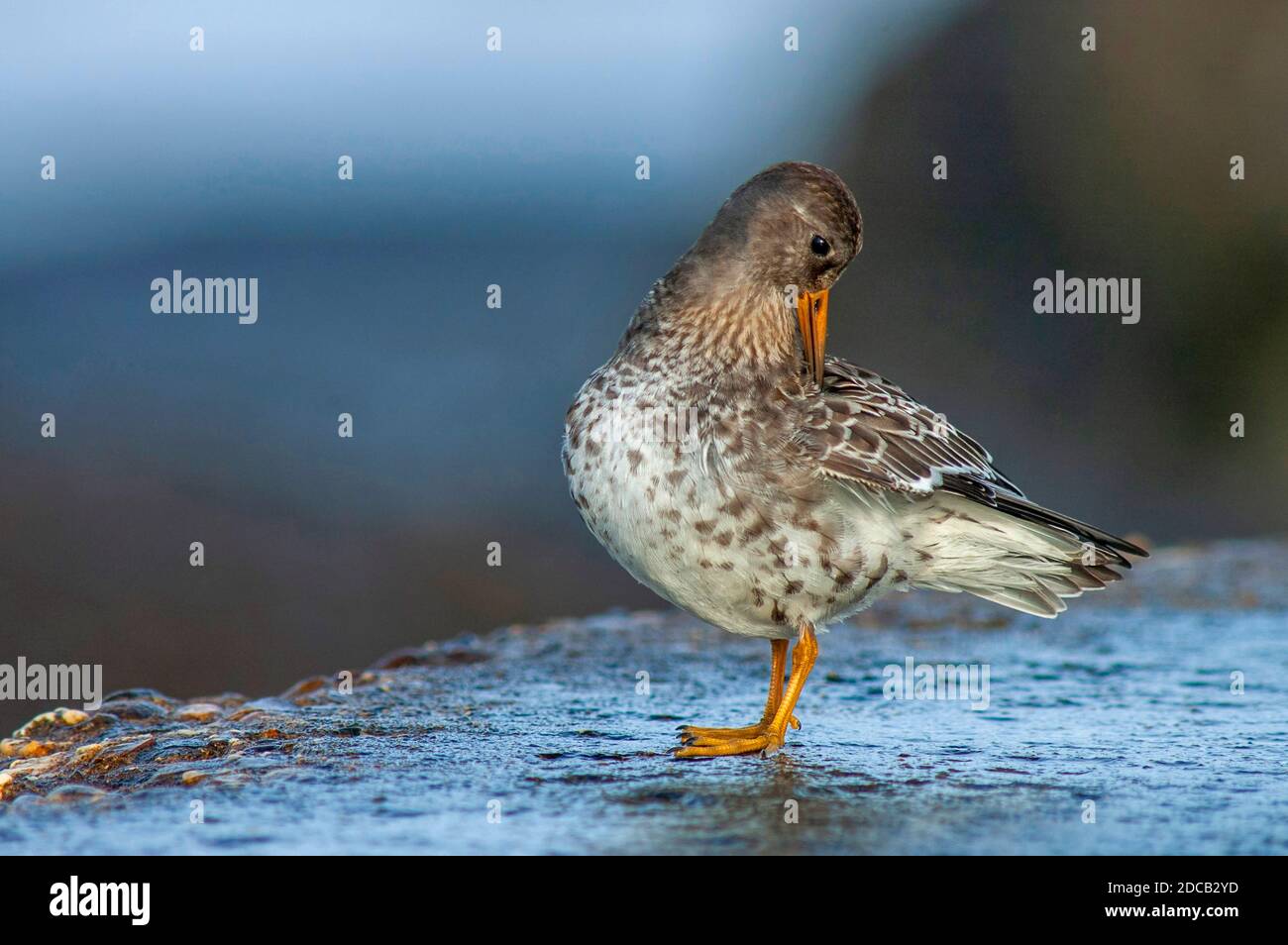 Purple sandpiper winter plumage hi-res stock photography and images - Alamy