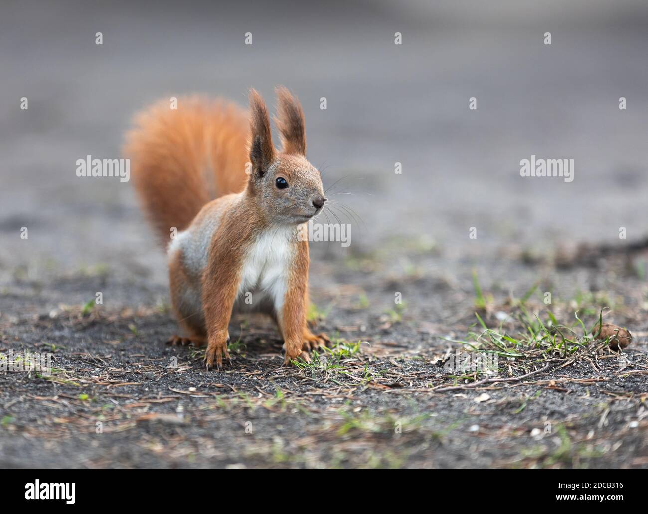 Squirrel in the park. Squirrel on ground. Squirrel nature view Stock ...