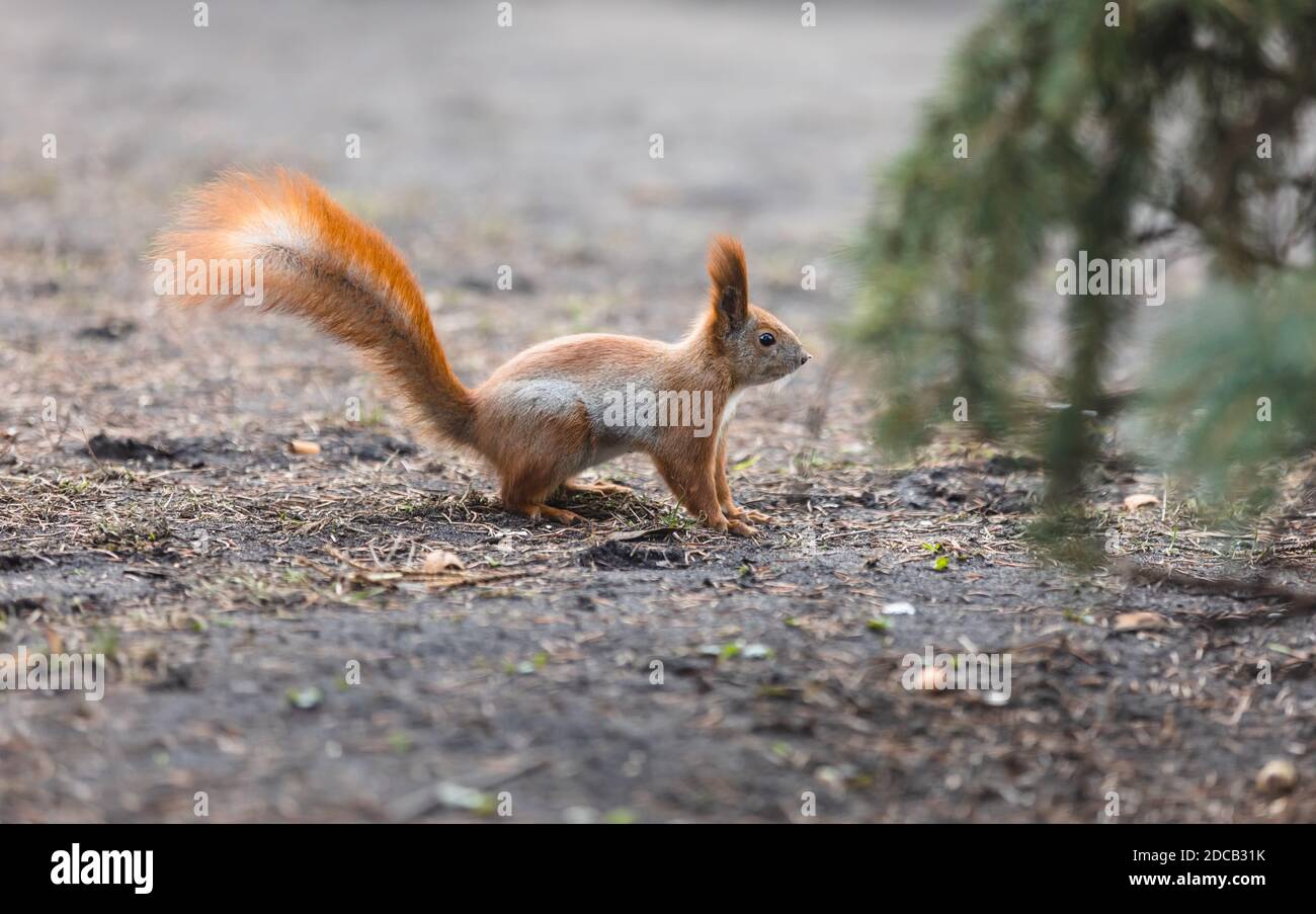 Face on view of squirrel hi-res stock photography and images - Alamy