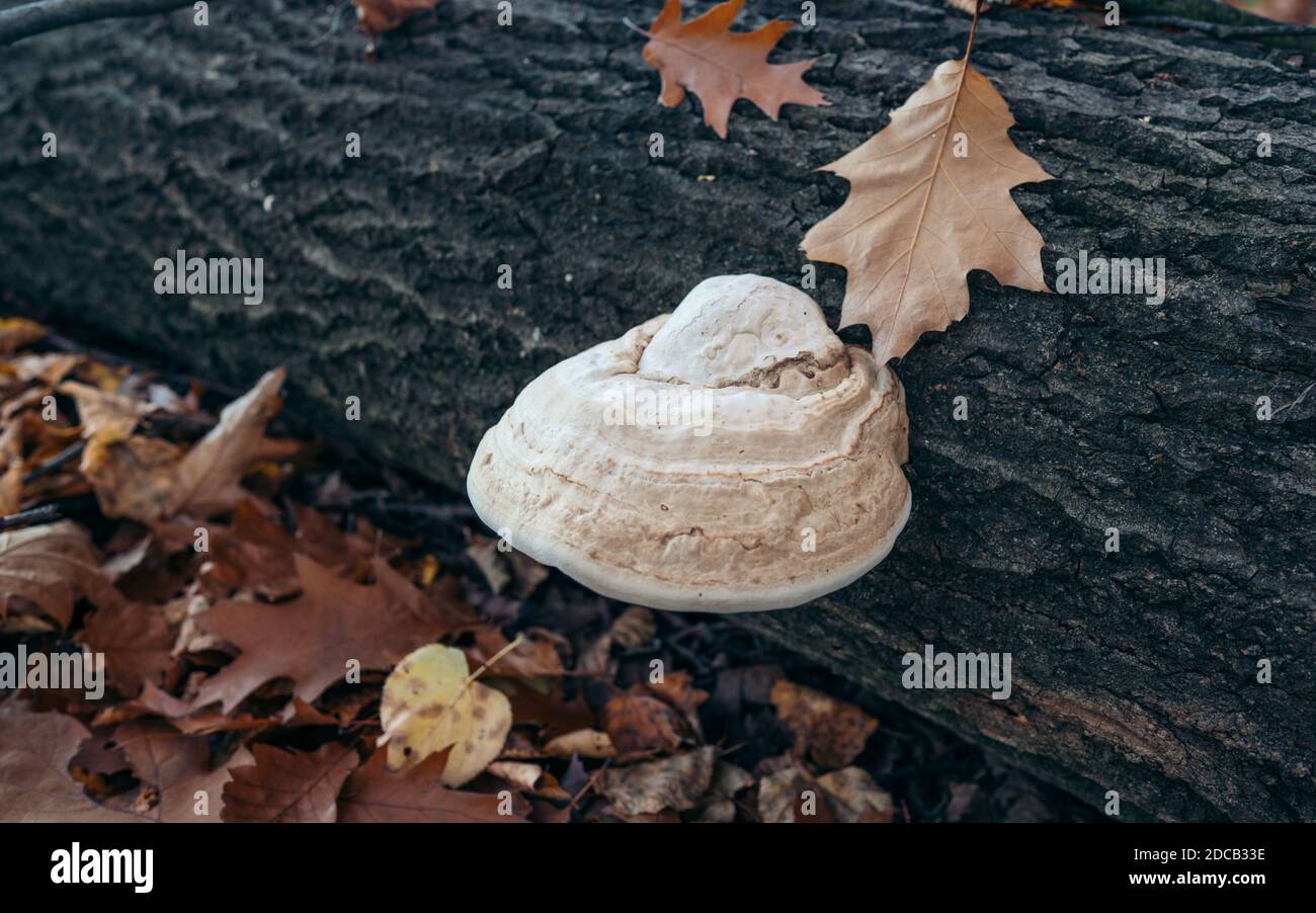 Detail of Piptoporus betulinus - woodsfailing, edible, Mushrooms, the ...
