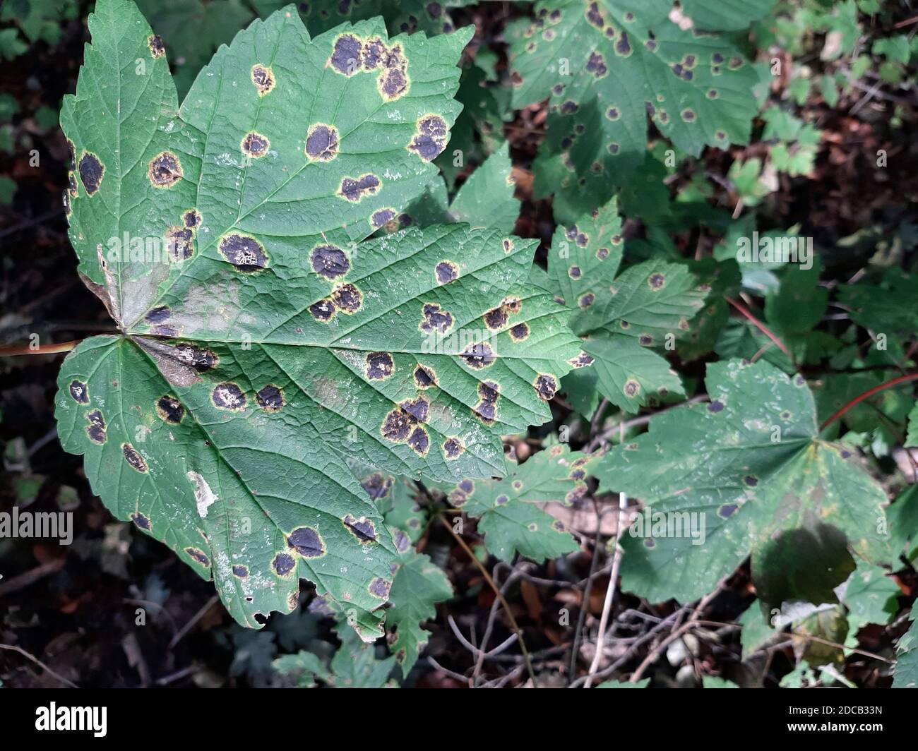 Sycamore tarspot (Rhytisma acerinum), maple leaf (Acer pseudoplatanus ...