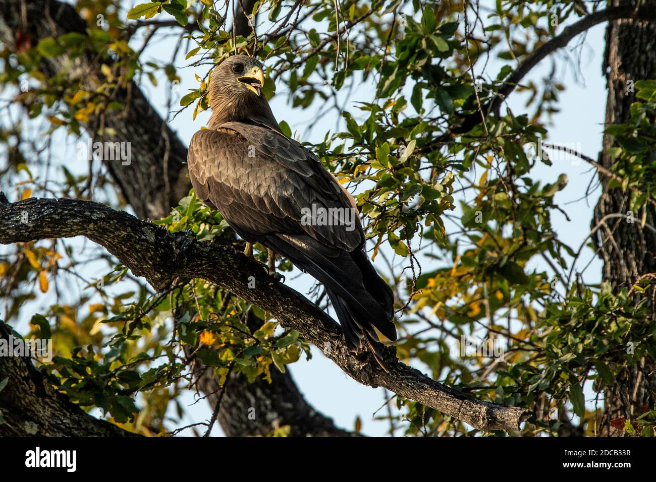 A yellow-billed kite perched in a tree. Back view, head turned tp ...