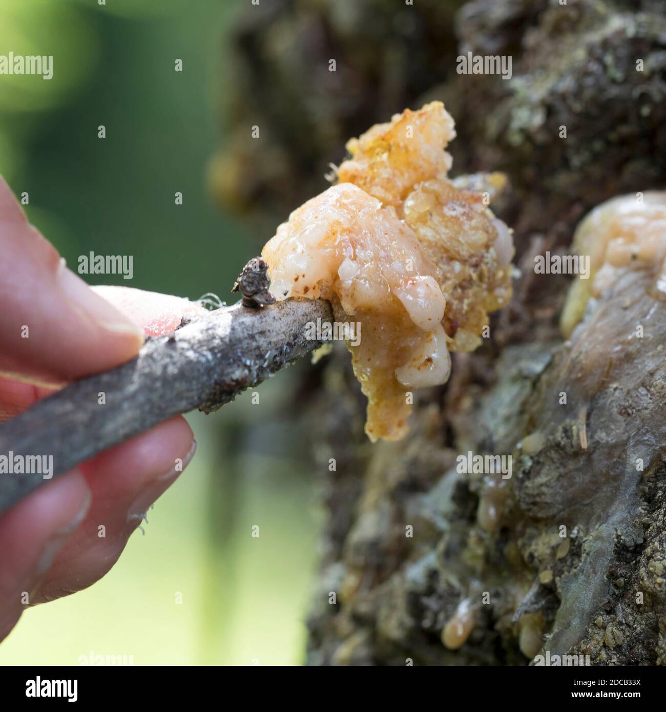 Norway spruce (Picea abies), liquid pitch is collected, Germany Stock ...