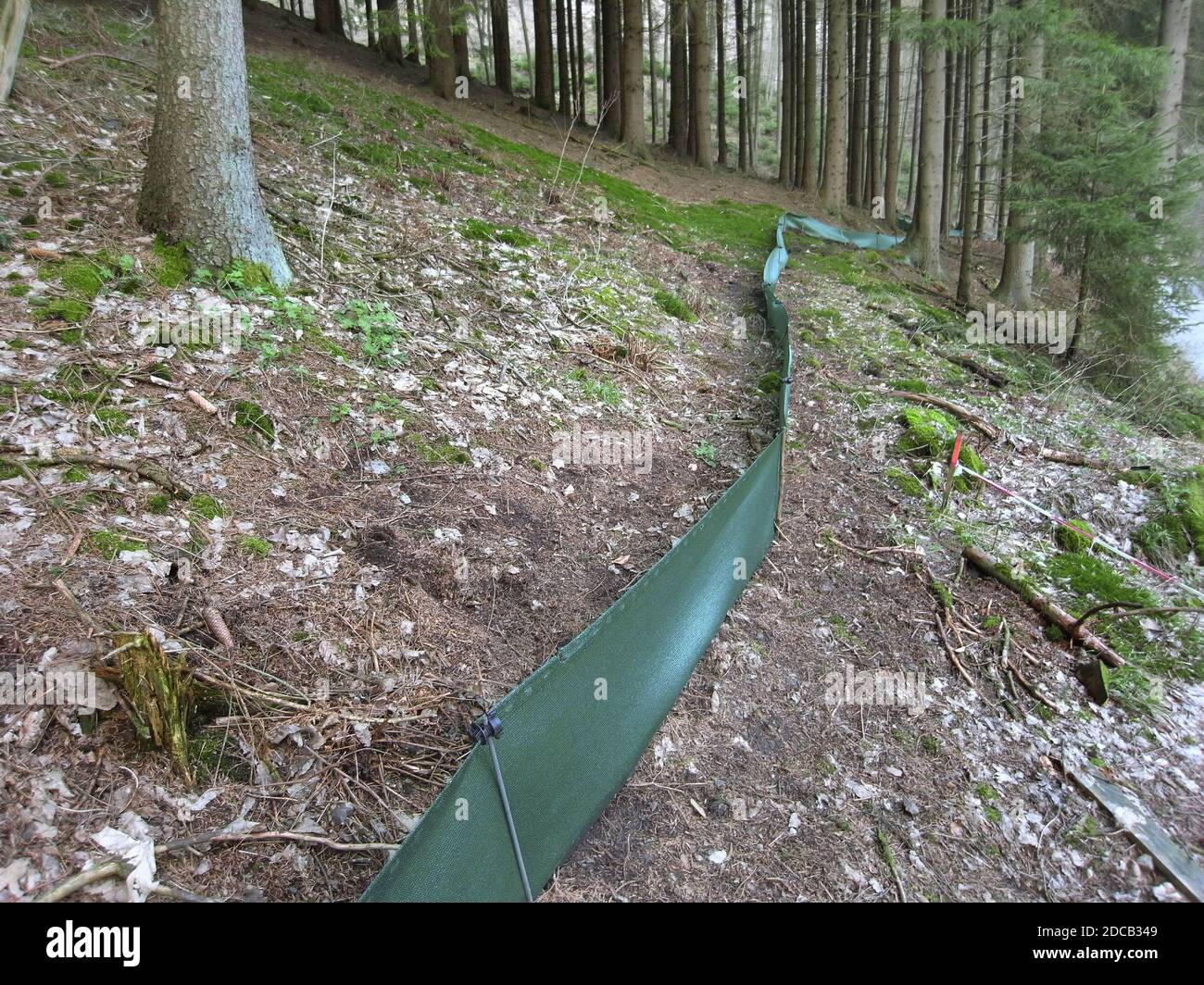 toad fence at a forest edge above a street, Germany Stock Photo - Alamy
