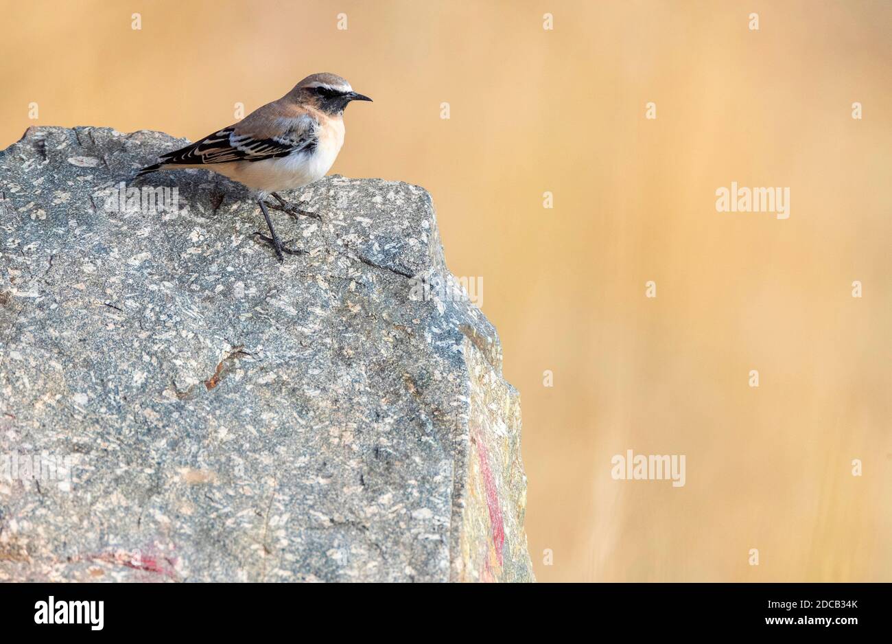 Oenanthe oenanthe seebohmi hi-res stock photography and images - Alamy