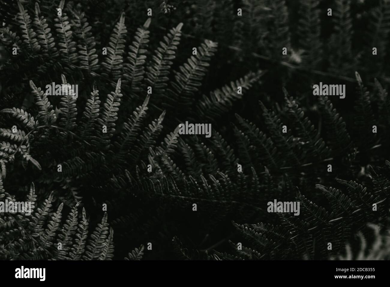 A closeup shot of growing Polypodiophyta plants in the forest Stock ...